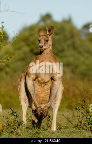 Brisbane, Queensland, Australia. 25th Aug, 2021. Eastern Grey Kangaroo ...