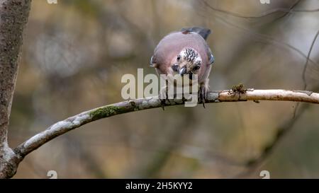 eichelhäher, bird, natur, wild lebende tiere, tier, spatz, schnabel ...