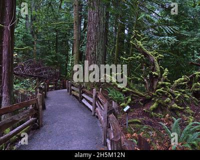 Douglas fir tree in Cathedral Grove, MacMillan Provincial Park ...
