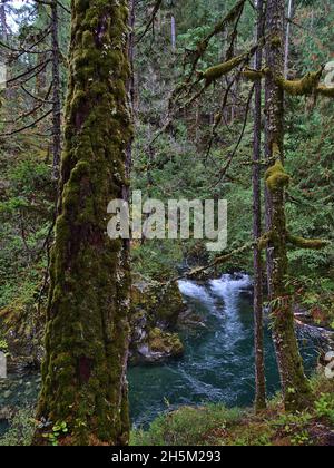 A beautiful dense moss covered forest with tall trees Stock Photo - Alamy