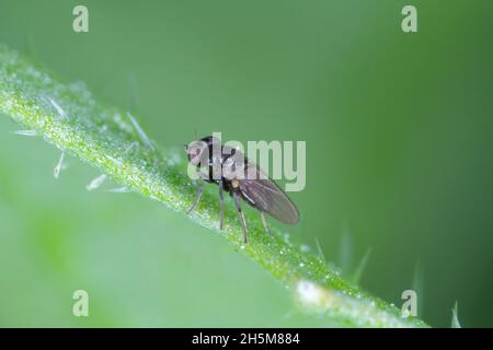 Oscinella frit is a European species of fly and member of the family ...
