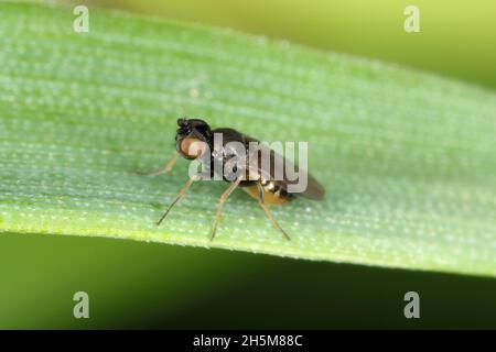 Oscinella frit is a European species of fly and member of the family ...