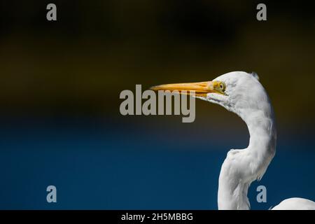 Brisbane, Queensland, Australia. 25th Aug, 2021. Eastern Grey Kangaroo ...