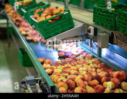 Fresh peaches sorting Stock Photo - Alamy