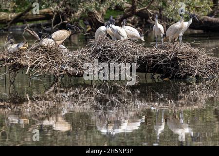 Australian White Ibis breeding colony Stock Photo - Alamy