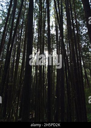 The sun shining through the temperate rainforest of the Hoh rainforest ...