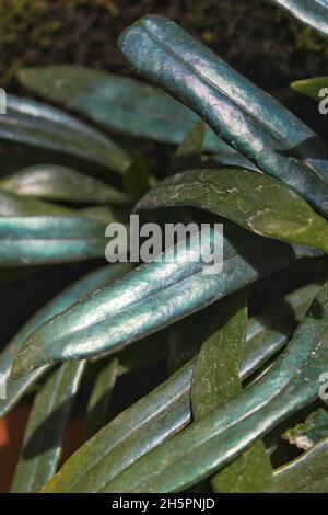 Very rare blue oil fern growing in the sunny meadow Stock Photo - Alamy