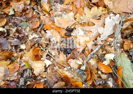 Wild boar pig poo in the forest, Tegel, Berlin, Germany Stock Photo - Alamy