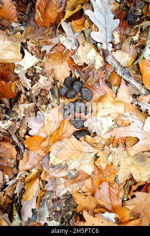 Wild boar pig poo in the forest, Tegel, Berlin, Germany Stock Photo - Alamy