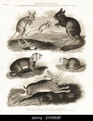 South African springhare, Pedetes capensis, springhaas, illustration ...