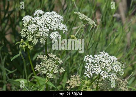 Aggressive creeping garden weed ground elder (Aegopodium podagraria ...