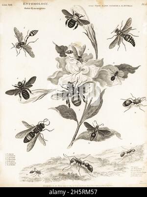 Greater banded hornet, Vespa tropica, Satara, Maharashtra, India Stock ...