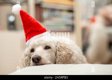 The dog falls asleep in a New Year's hat. Large royal poodle. Boring ...