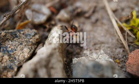 Ant collecting food in close up . the small industrious insects are ...