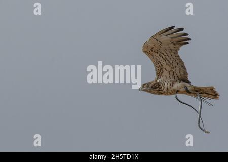 Flying hawk catches a snake against a clear sky Stock Photo - Alamy