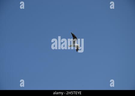 Beautiful scene of a Blue sky and an albatross bird flying Stock Photo ...