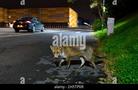 An urban fox looks for food at the Triumph Retail Park, Hunts Cross ...