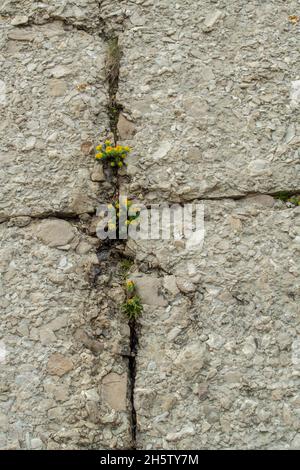 Uplifted strata at Green Point, Gros Morne National Park, Newfoundland ...
