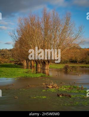 Flood waters on Aller Common Moor from where the River Parrett ...
