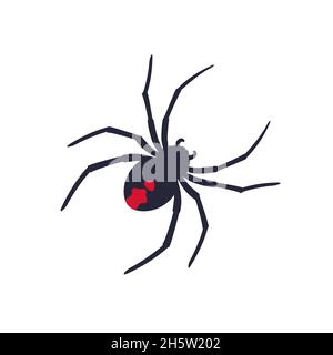 Australian black widow Spider - Illustration, Adult female red back ...