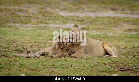 Lioness and cub from Maasai mara National Park Kenya, Africa, Lion and ...