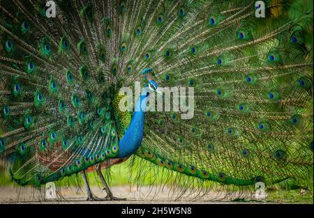 Indian Peacock feather dance, Indian Peacock feather show, Indian ...