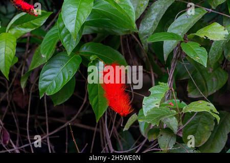 plant known as monkey brush in a garden in rio de janeiro Stock Photo ...