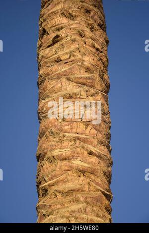 Palm leaves against the sky. Selective focus. Nature Stock Photo - Alamy