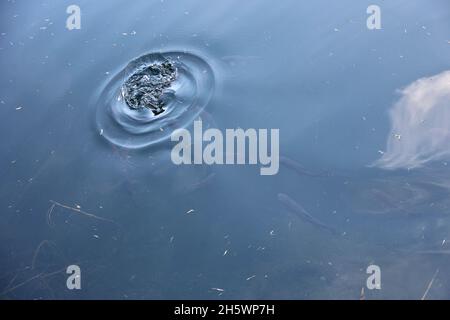 Wassertropfen wellen im See mit Himmelspiegelung Stock Photo - Alamy
