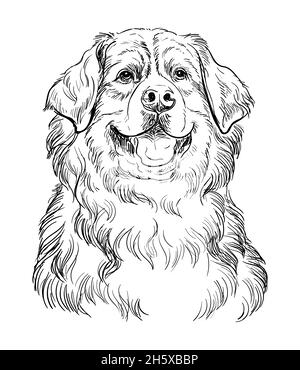 coloring pages of a bernese mountain dog