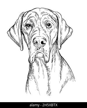 great dane coloring picture