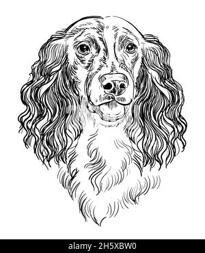 english springer spaniel coloring page