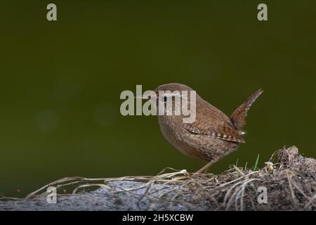 A closeup of a cute Eurasian Wren standing on a wood outdoors Stock ...