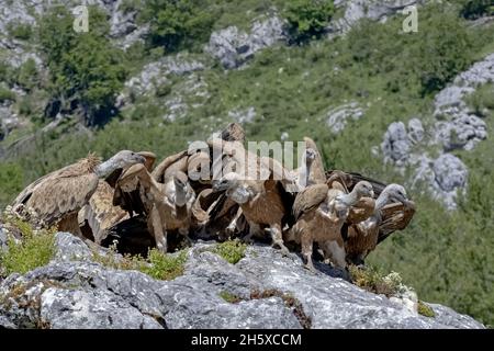 Flock of predatory Eurasian griffons eating dead prey on rough rocky ...