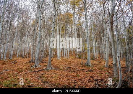 landscape and colors of autumn in Liguria Stock Photo - Alamy
