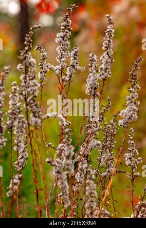 Goldenrod (Solidago) seedheads appear in late fall to early winter, Nov ...