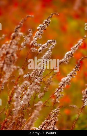 Goldenrod (Solidago) seedheads appear in late fall to early winter, Nov ...