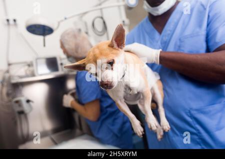 Satisfied surgeon holding a chihuahua dog in his arms after surgery ...
