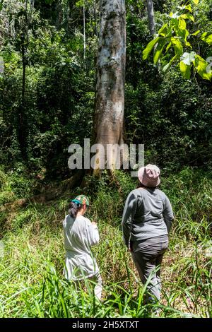 Refugio Selvático Tingo,Tingo Maria,Huanuco,Perú Stock Photo - Alamy