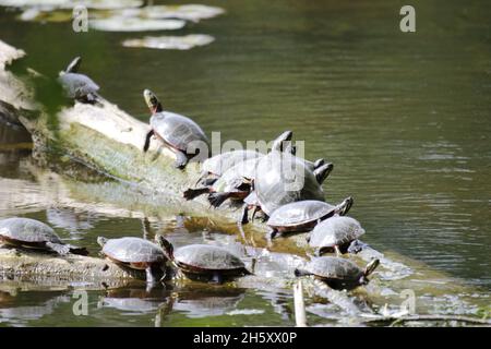 Basking turtles preparing for hibernation on the old piece of wood in ...