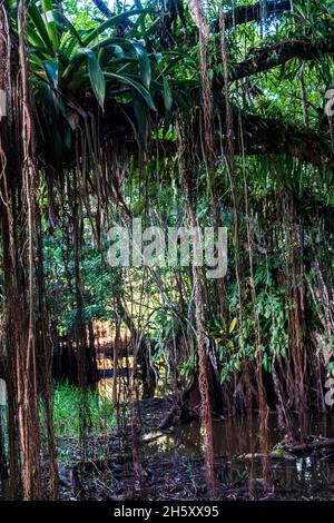 Large Ficus tree in the Amazonian Jungle in Peru Stock Photo - Alamy