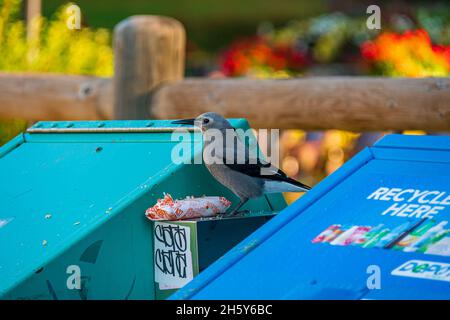Black wing mountain bird eating a taco in alberta canada Stock Photo ...