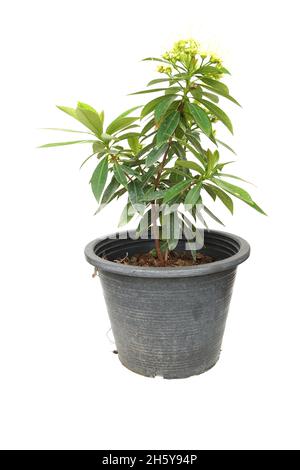 Xanthostemon Chrysanthus isolated on white background Stock Photo - Alamy