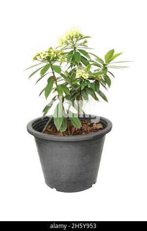 Xanthostemon Chrysanthus isolated on white background Stock Photo - Alamy