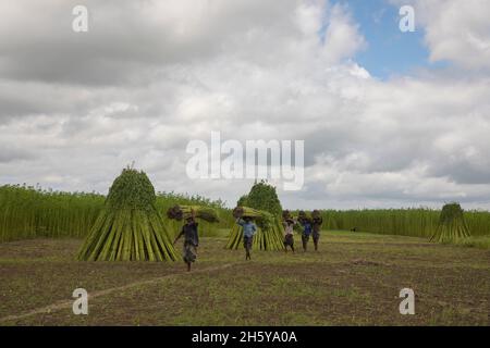 Harvesting jute at Faridpur in Bangladesh Stock Photo - Alamy