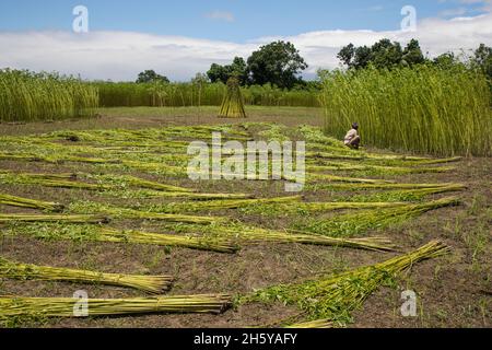 Jute stalks are kept on the field after harvesting at Faridpur ...