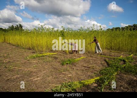 Harvesting jute at Faridpur in Bangladesh Stock Photo - Alamy