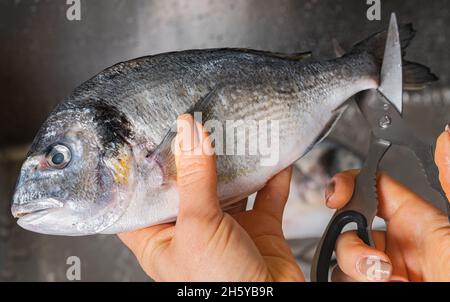 cutting off fins of dorado fish, hands close-up Stock Photo - Alamy