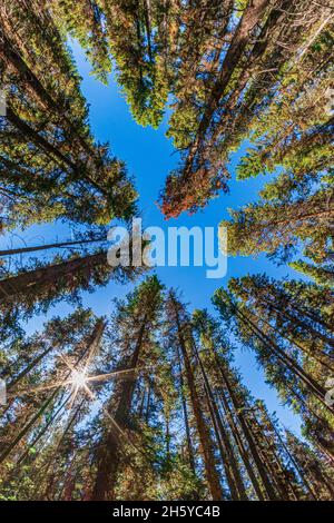 Silverton Falls and Forest Conservation Area Alberta Canada in summer ...