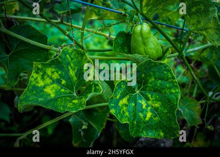 July 2017. Sayote, locally known as "Green Gold", is an increasingly ...